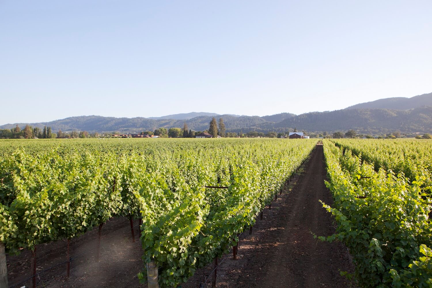Wineries Visit Landing - Foley Food and Wine Society