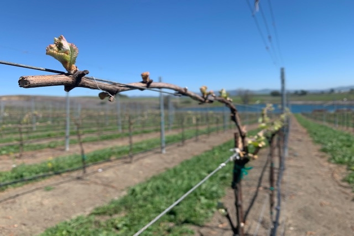 Life of the Vines: Springtime Bud Break - Foley Food and Wine Society
